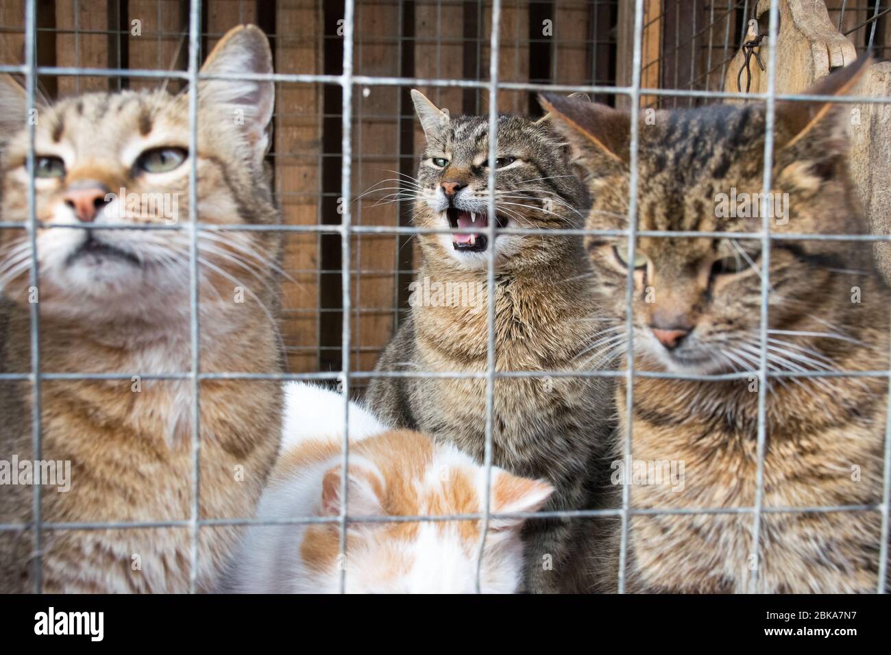 wild cats in a cage Stock Photo - Alamy