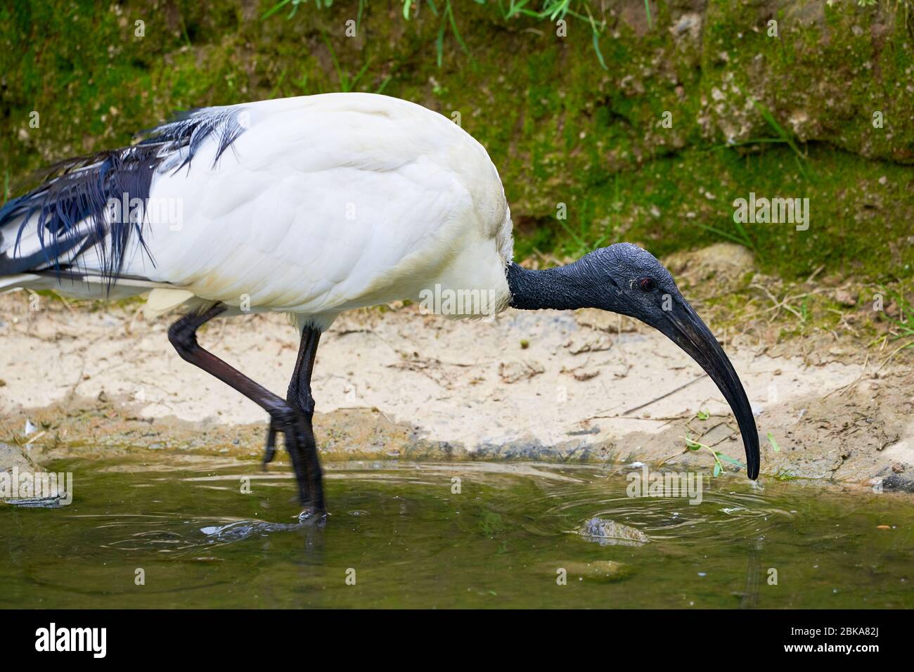 Black-headed ibis in natural habitat (Threskiornis melanocephalus Stock ...