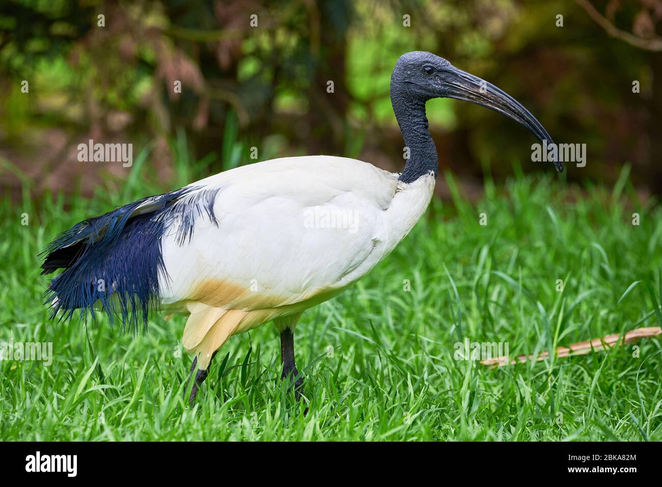 Indian White Ibis High Resolution Stock Photography and Images - Alamy