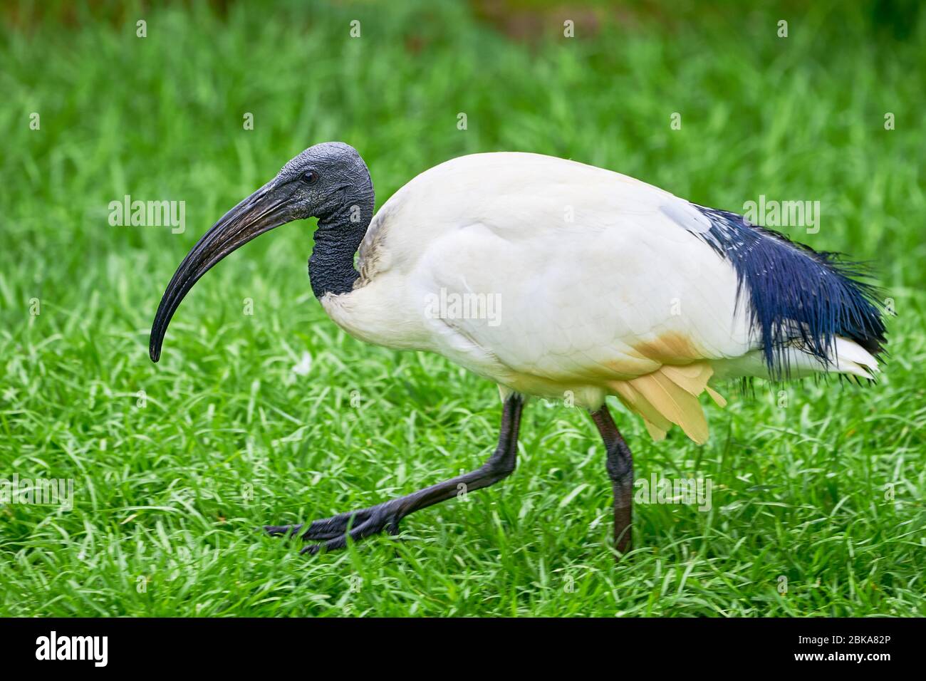 Black-headed ibis in natural habitat (Threskiornis melanocephalus Stock ...
