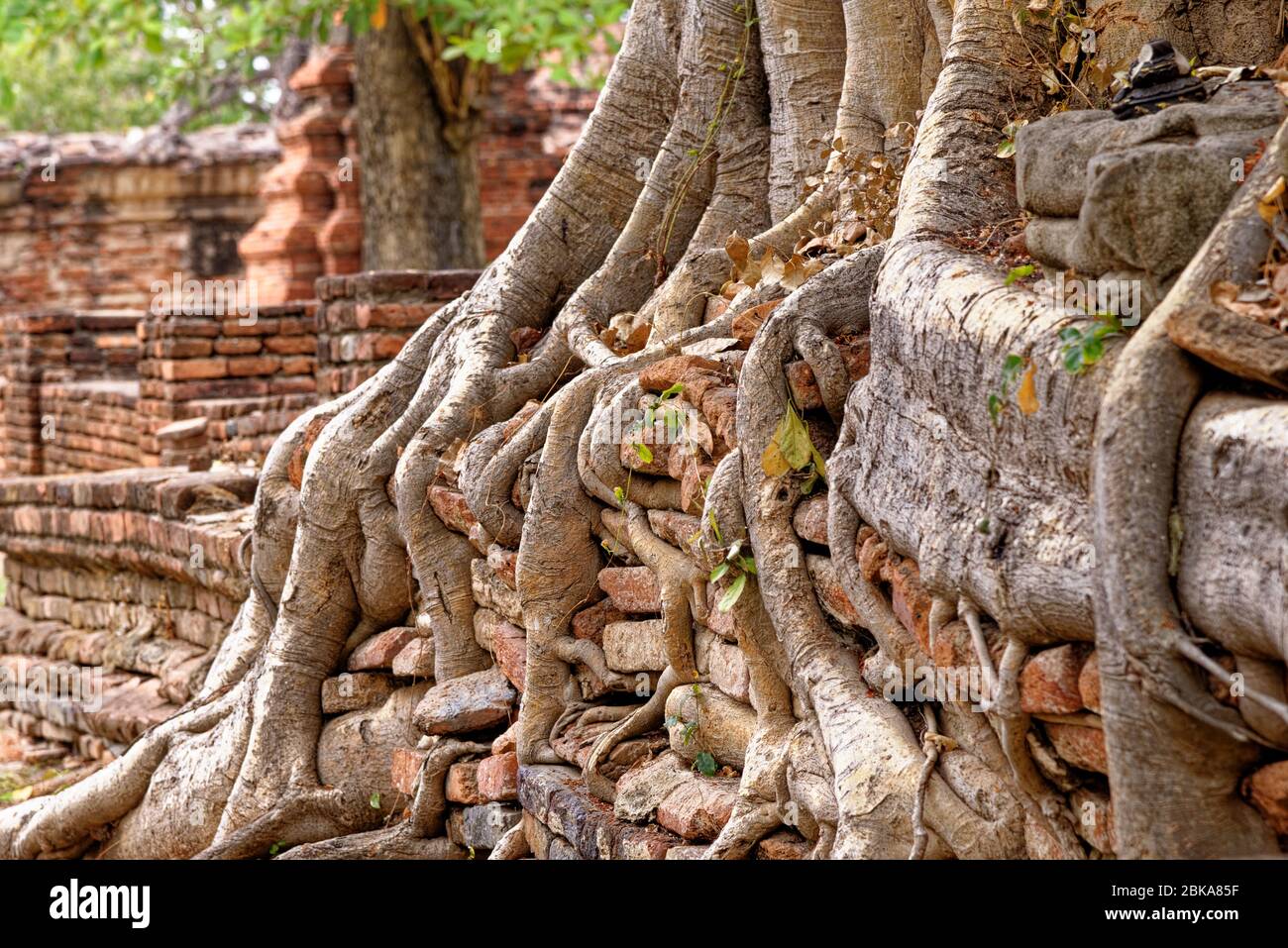 Close up view magnificent old tree hi-res stock photography and images ...