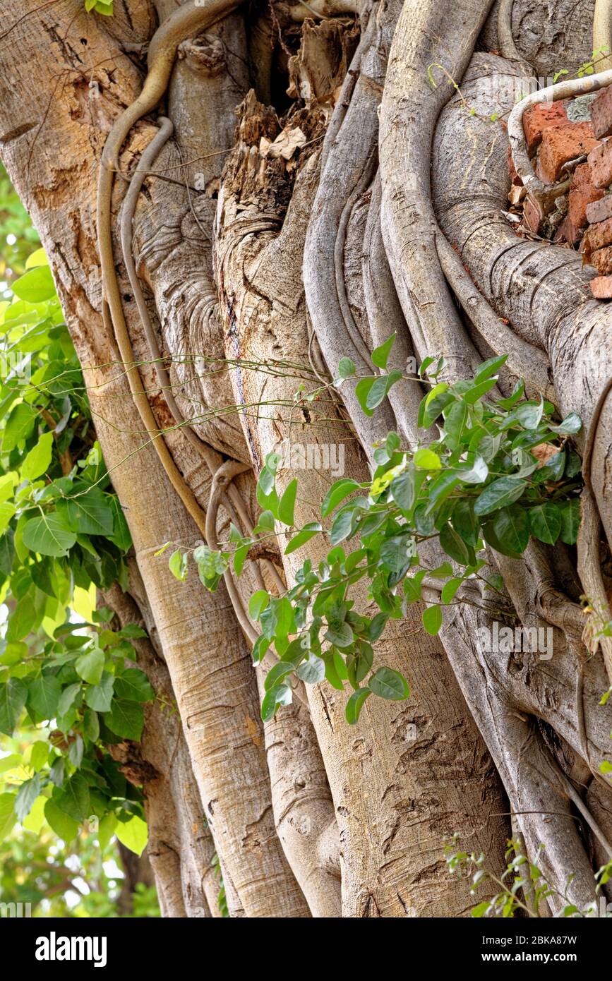 Close-up view of a magnificent old fig tree in Thailand, Wat Mahathat ...