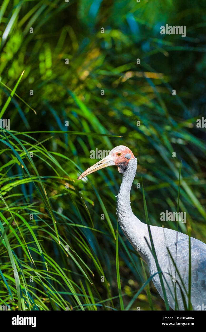 Brolga hi-res stock photography and images - Alamy