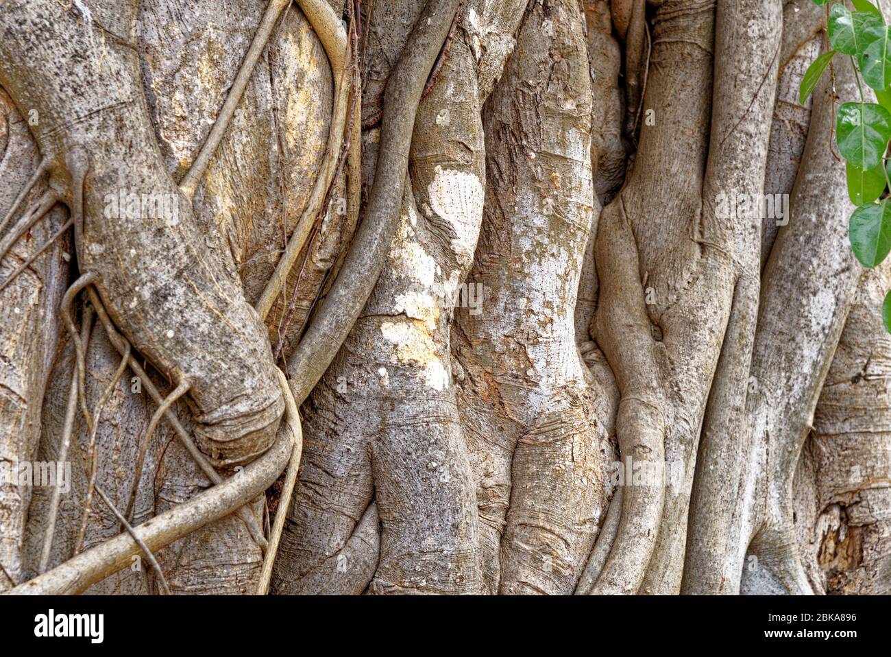 Close up view magnificent old tree hi-res stock photography and images ...