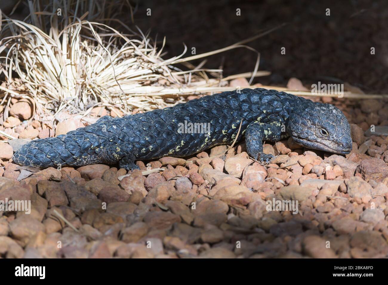 Shingle-back skink or stumpy-tailed lizard laying on rocky ground ...