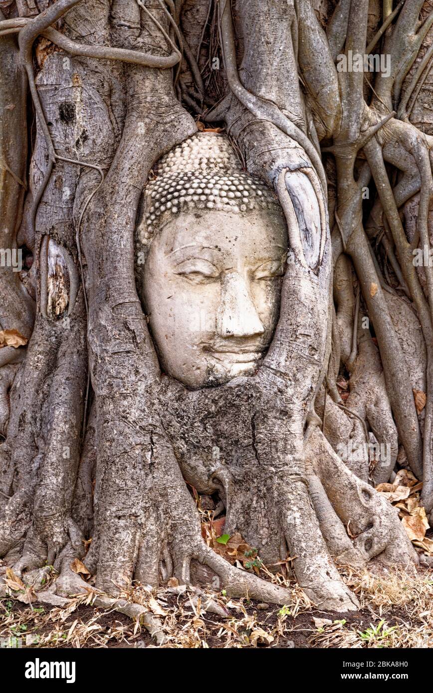 The tree buddah at wat mahathat hi-res stock photography and images - Alamy