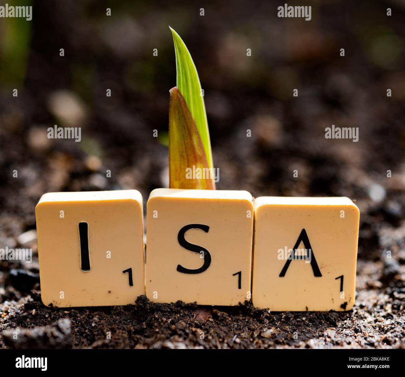Green isa hi-res stock photography and images - Alamy