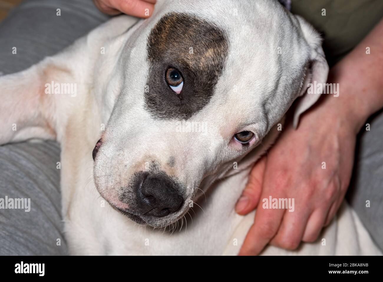 White dog with brown eye patch hi-res stock photography and images - Alamy