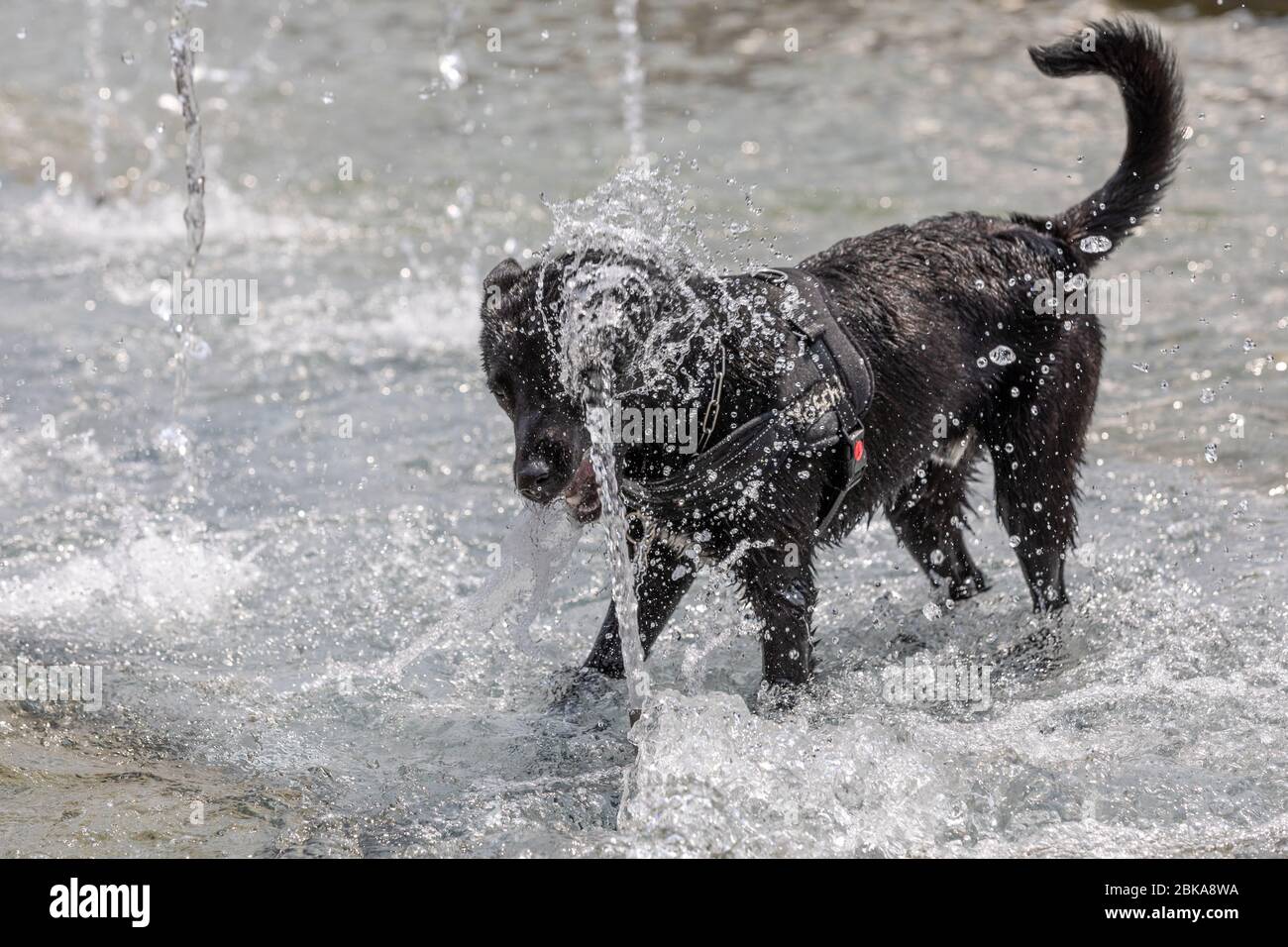 A dog playing with the water Stock Photo - Alamy