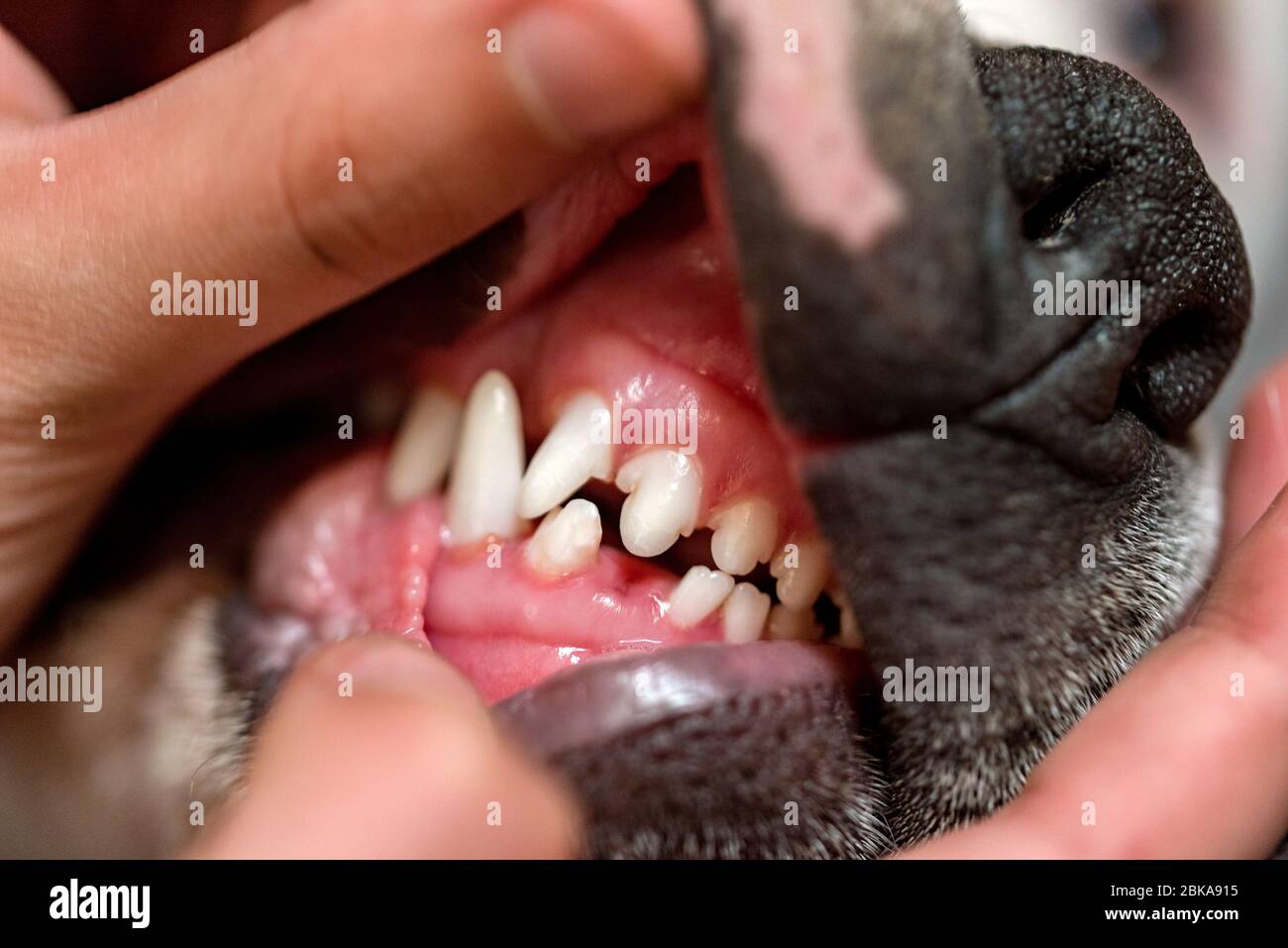 A young dog with teeth falling out. Examination of the dog's teeth ...