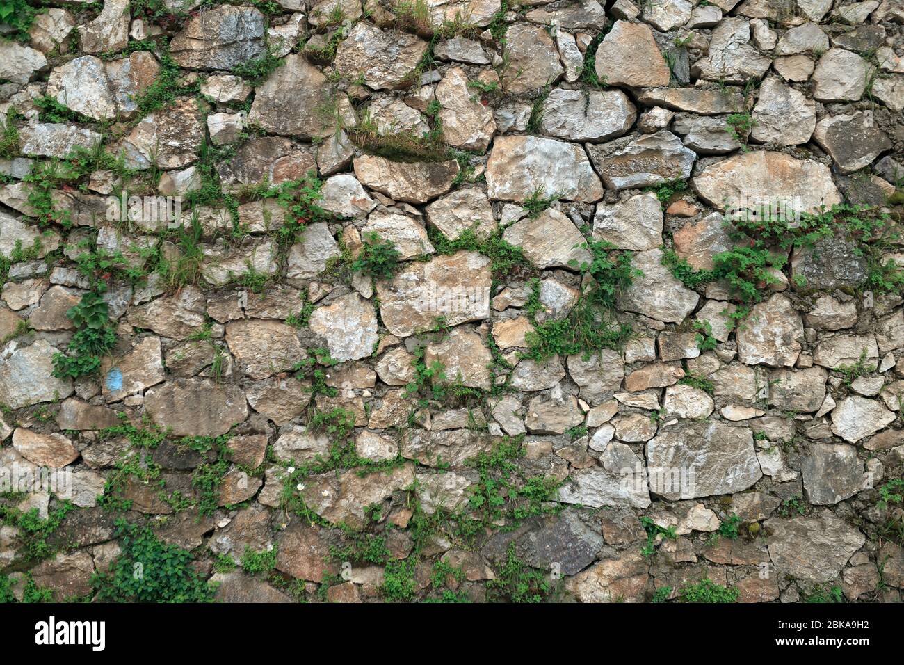 Stone wall overgrown hi-res stock photography and images - Alamy