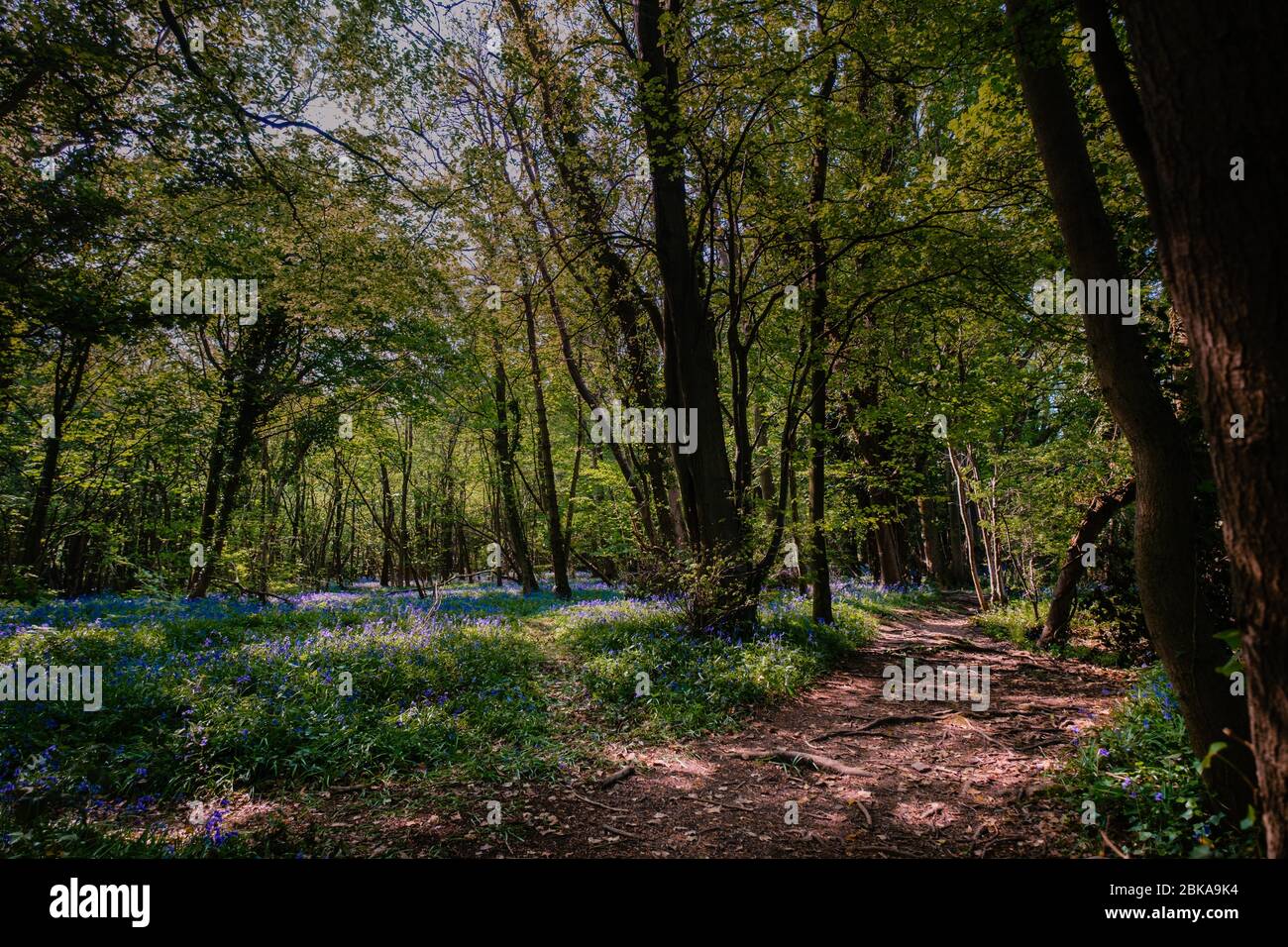 Leigh woods hi-res stock photography and images - Alamy