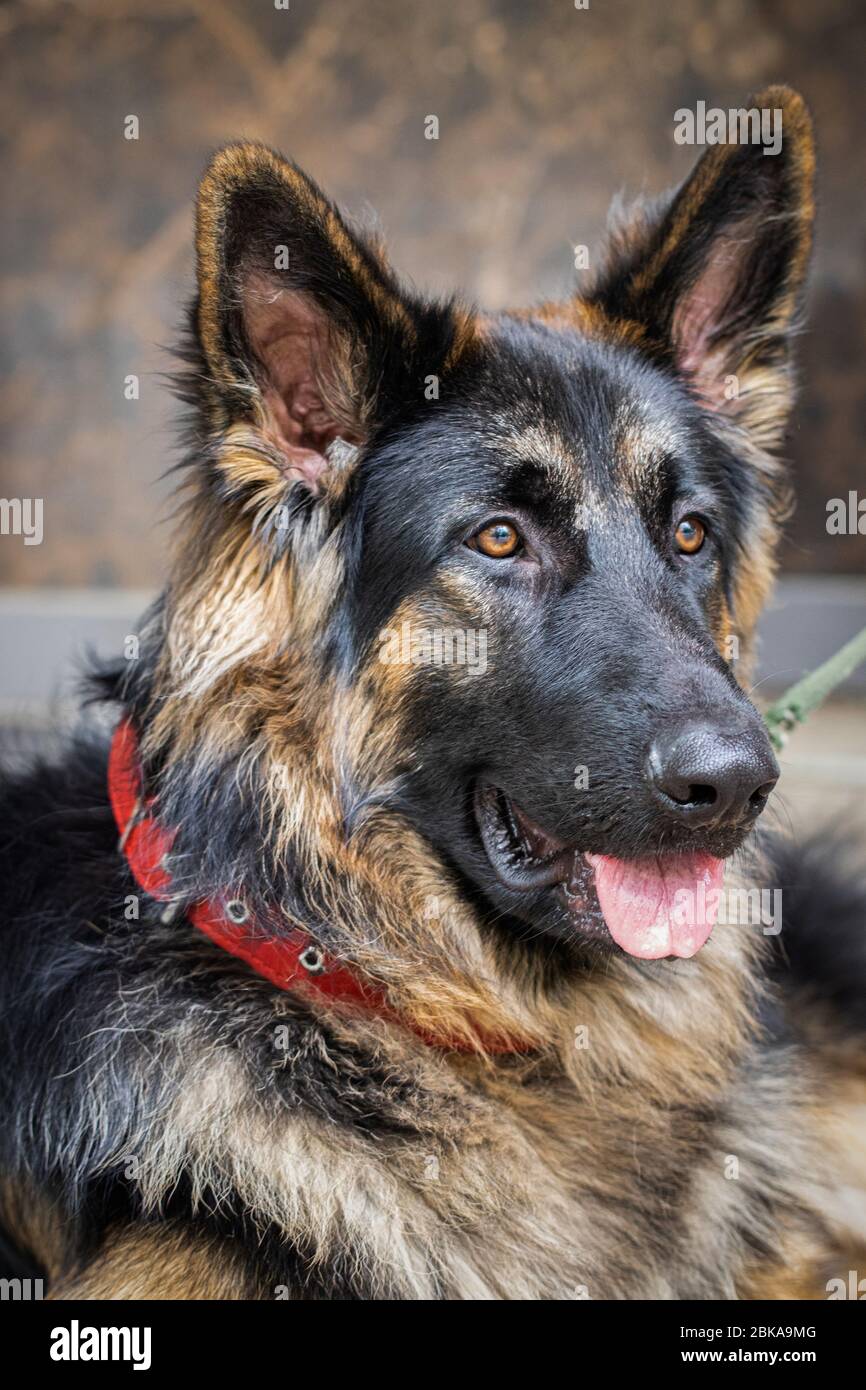 Portrait of a Beautiful German Shepherd Dog Stock Photo - Alamy