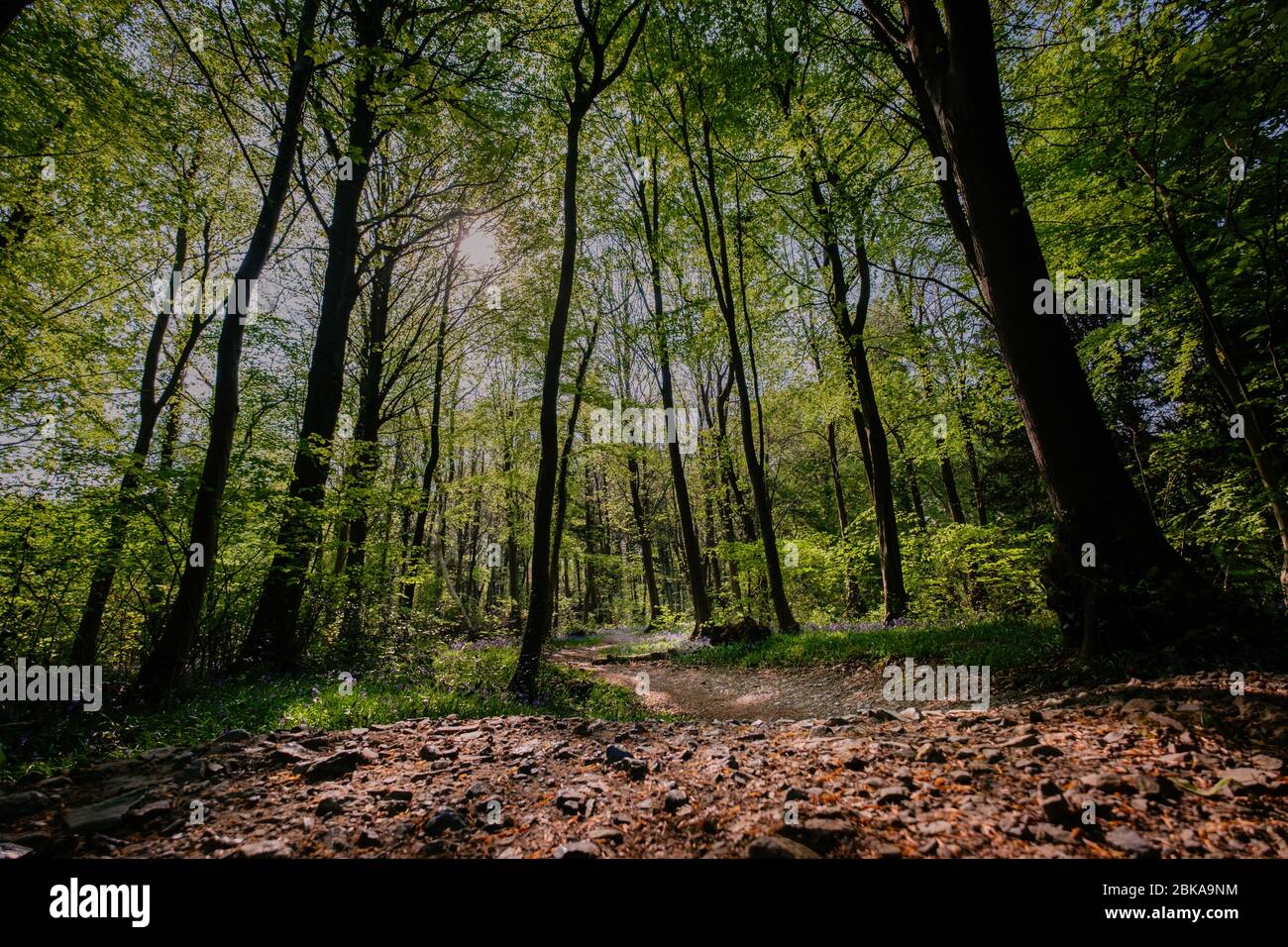 Leigh woods hi-res stock photography and images - Alamy