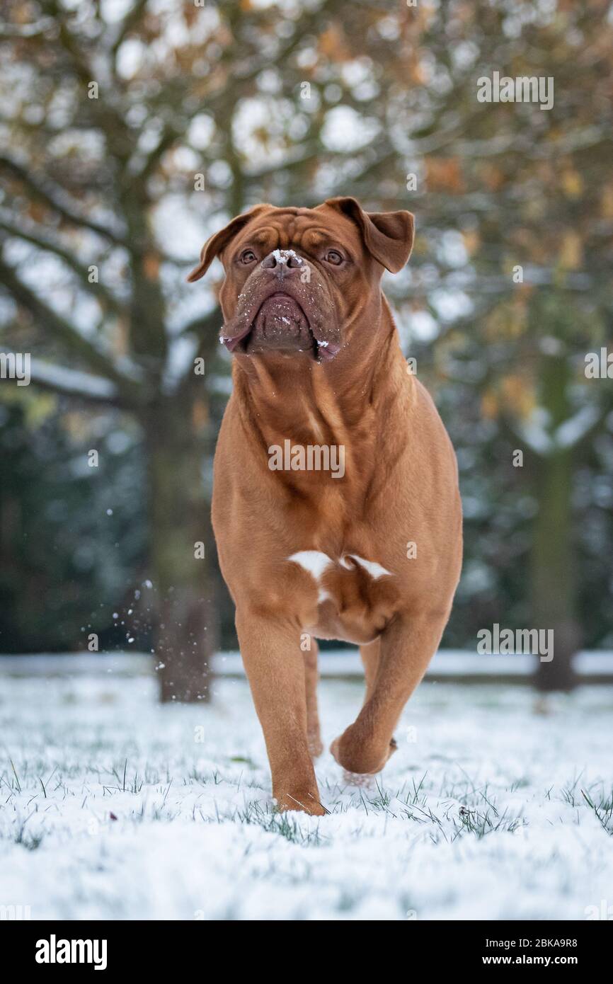 French mastiff walking in the snow Stock Photo - Alamy