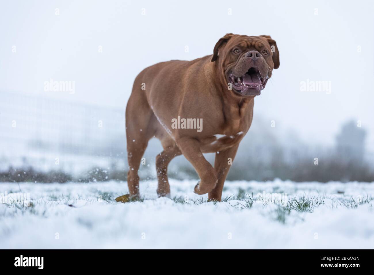 French mastiff walking in the snow Stock Photo - Alamy