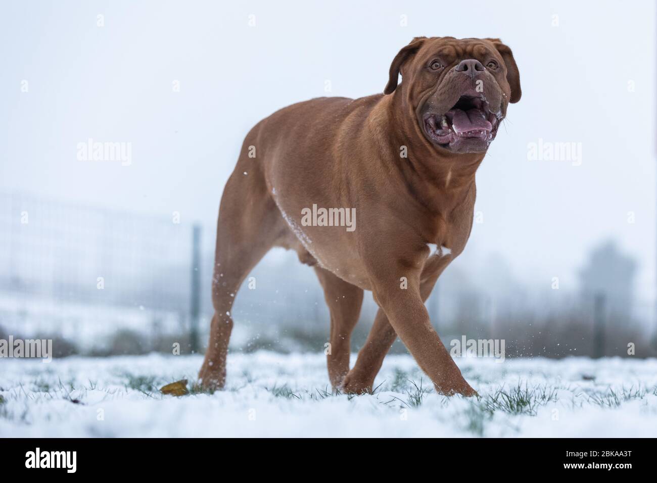 French mastiff walking in the snow Stock Photo - Alamy