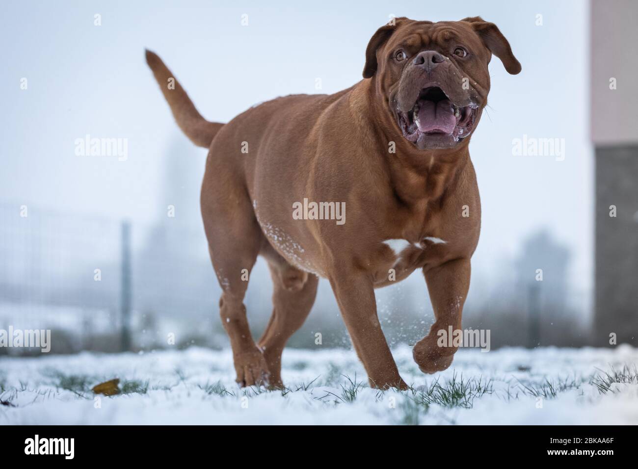 French mastiff walking in the snow Stock Photo - Alamy