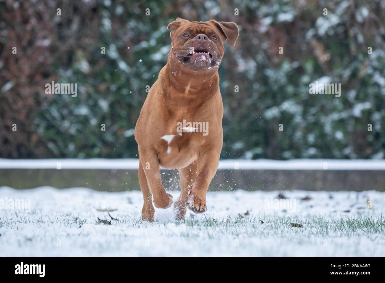 French mastiff walking in the snow Stock Photo - Alamy