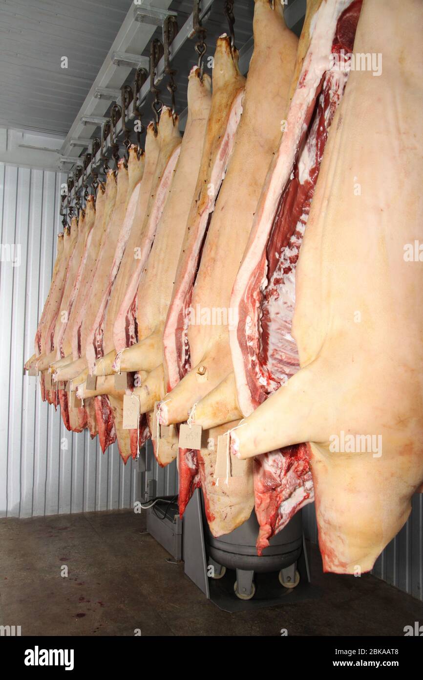 A worker at the meat processing factory, prepares sausages at the work ...