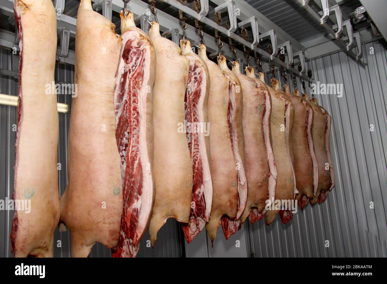 A worker at the meat processing factory, prepares sausages at the work ...