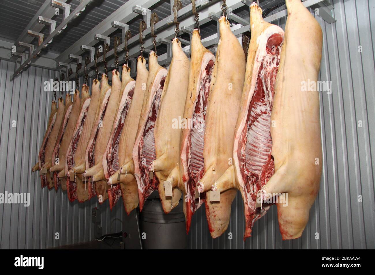 A worker at the meat processing factory, prepares sausages at the work ...