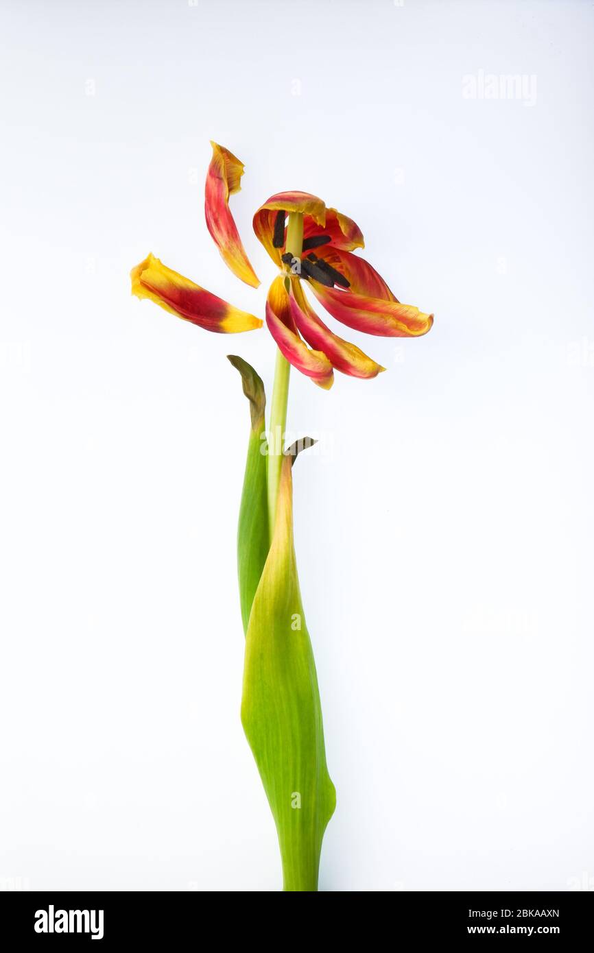 Dead tulips hi-res stock photography and images - Alamy