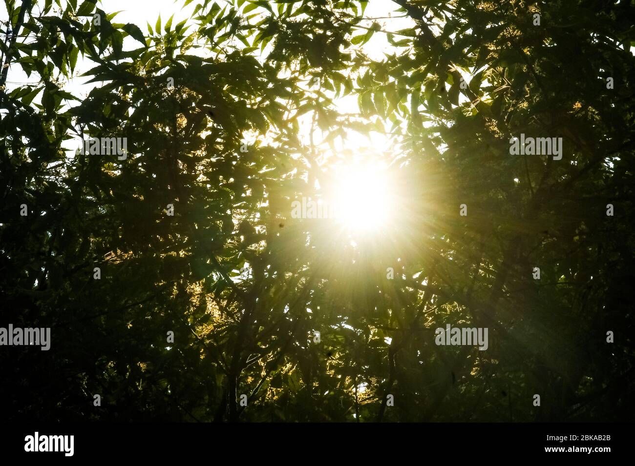 Earth sun and sun rays hi-res stock photography and images - Alamy