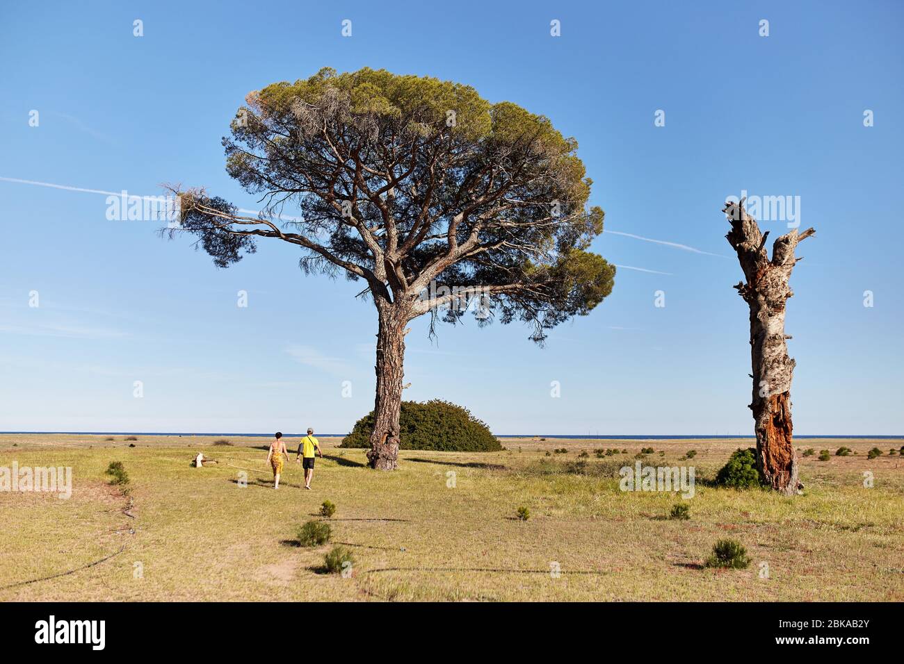 big tree in the desert and two people Stock Photo - Alamy