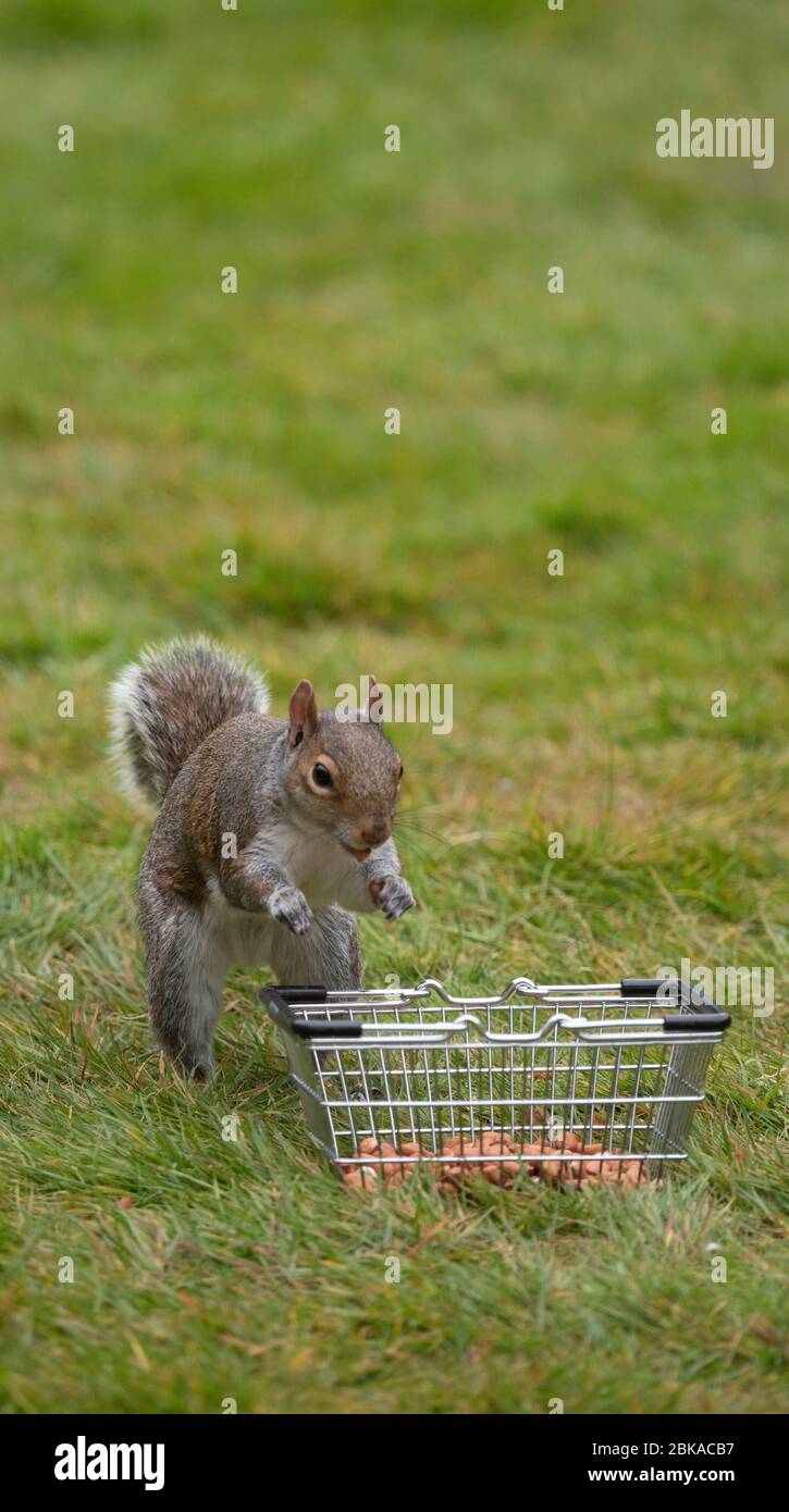 Squirrel on wire hi-res stock photography and images - Alamy