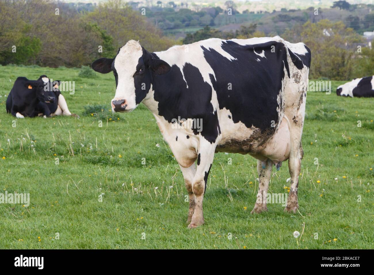 Holstein cows in the field of a farm in Brittany Stock Photo - Alamy