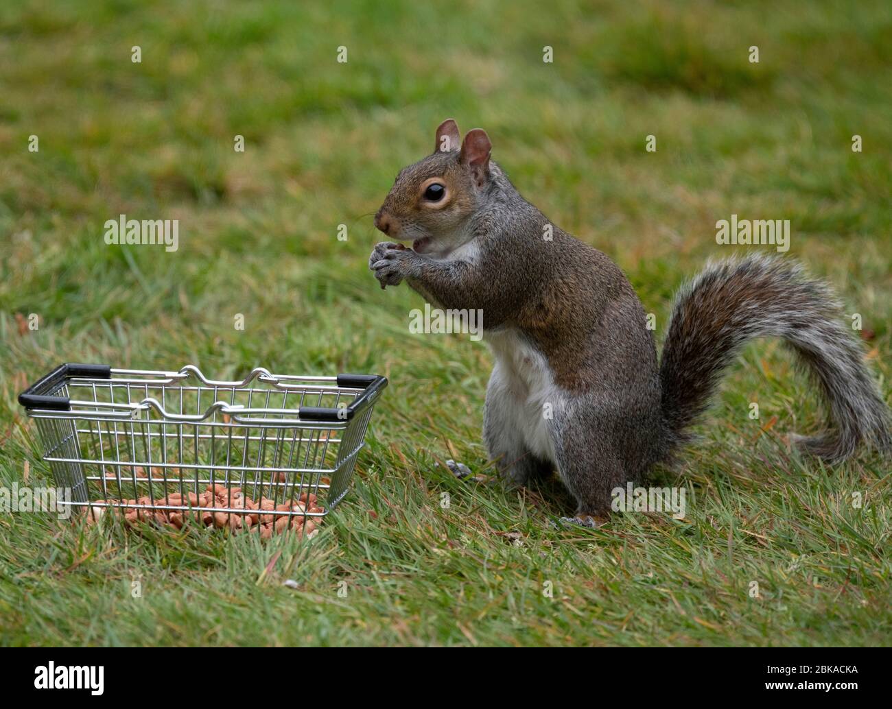 Squirrel on wire hi-res stock photography and images - Alamy