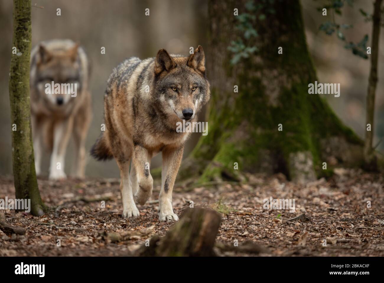Grey wolf in the forest Stock Photo - Alamy