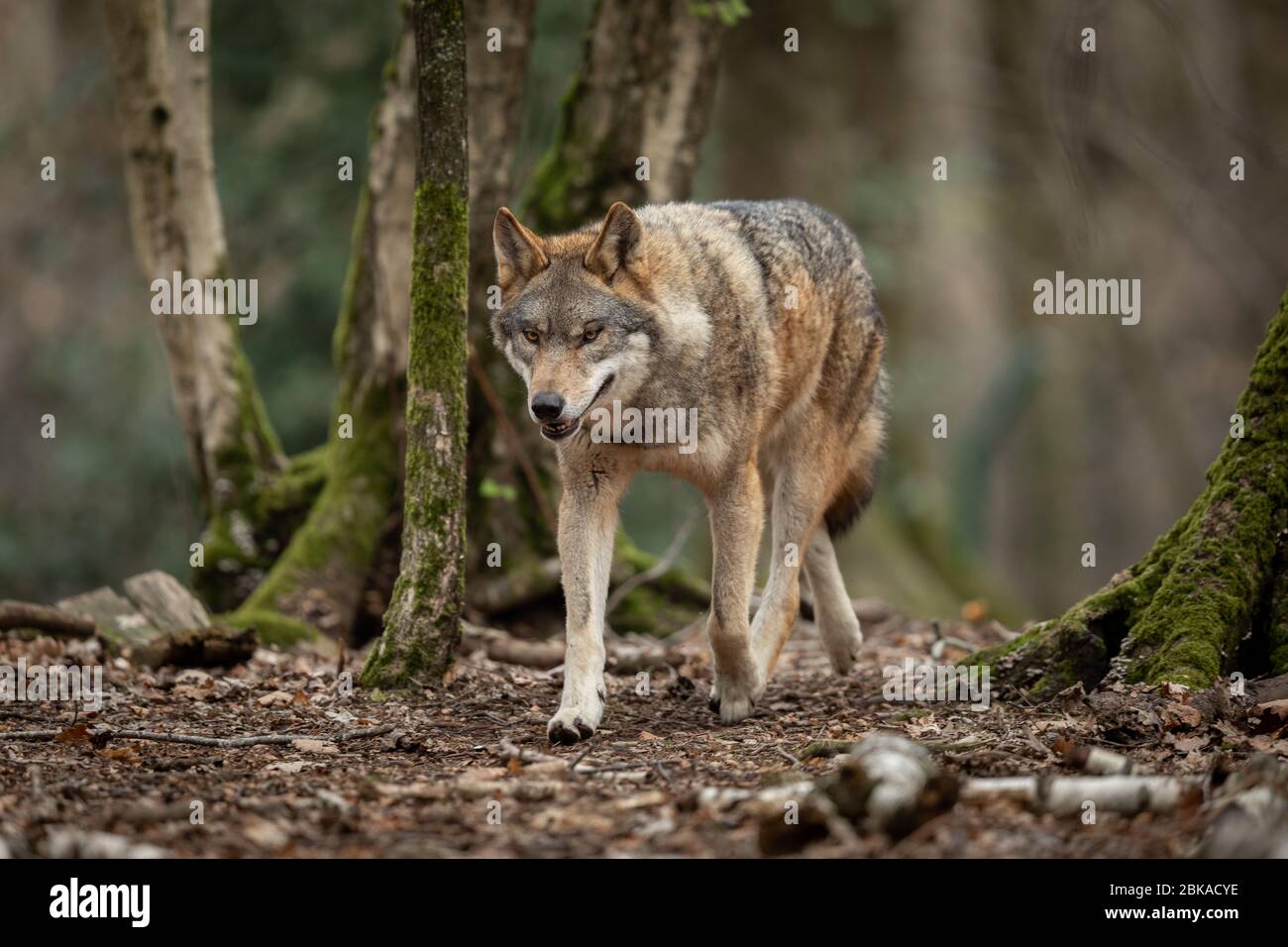 Grey wolf in the forest Stock Photo - Alamy