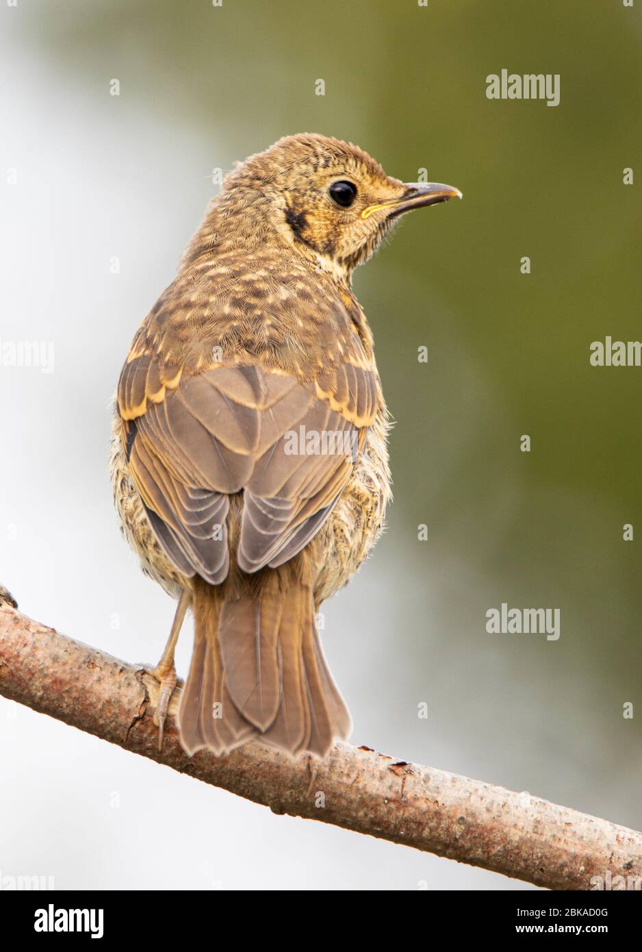 Juvenile song thrush hi-res stock photography and images - Alamy