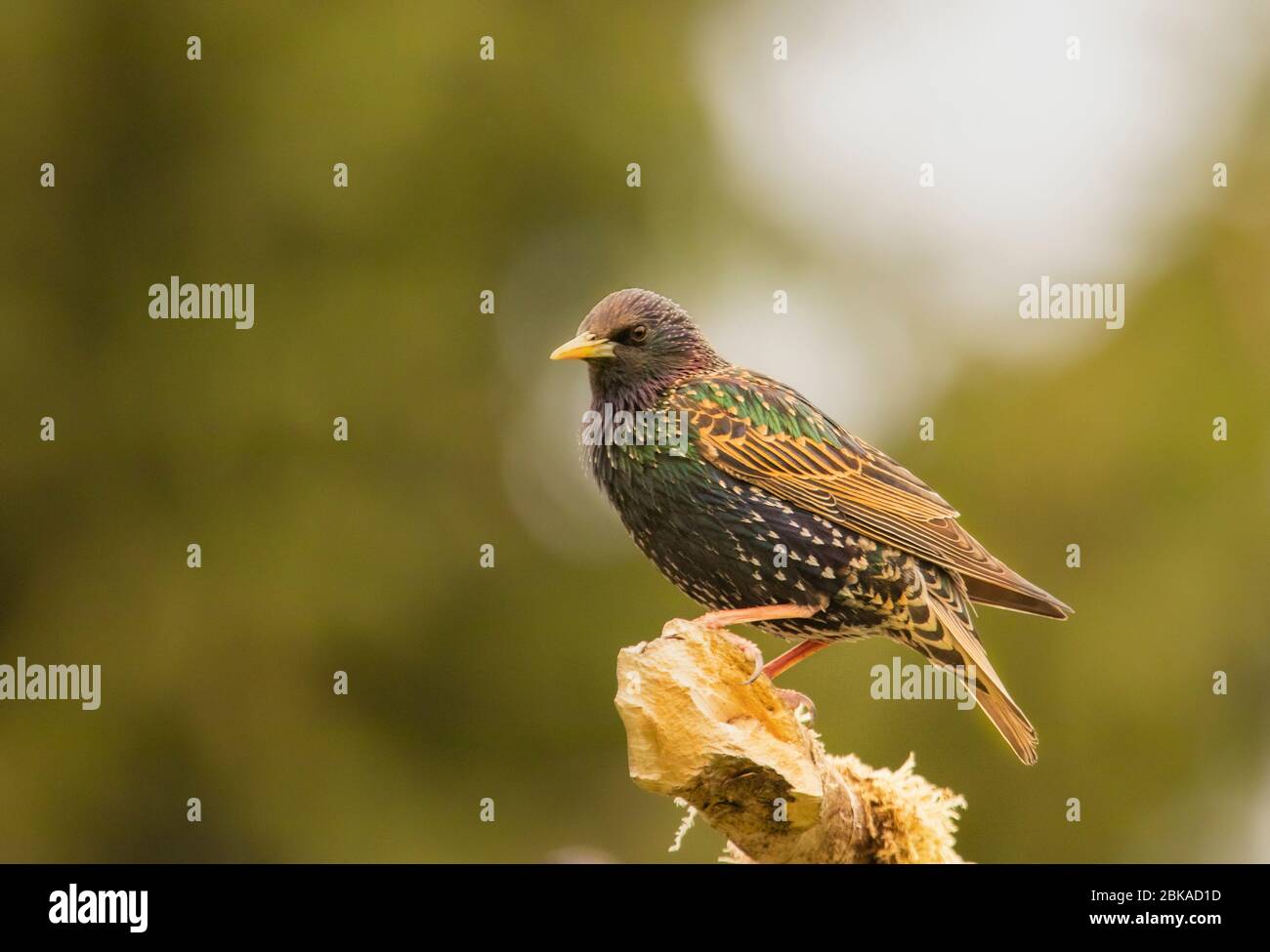 Juvenile starling autumn uk hi-res stock photography and images - Alamy