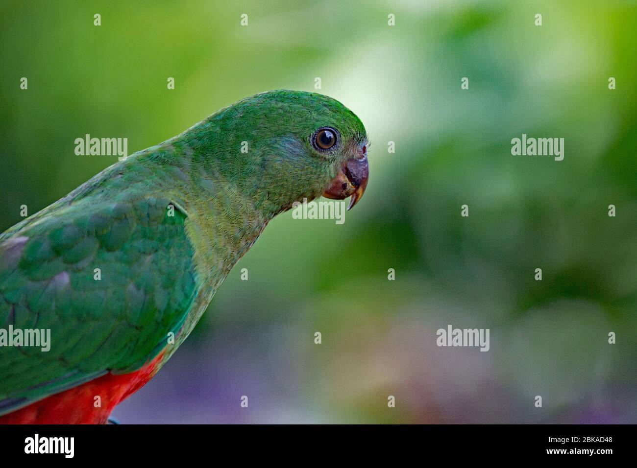 Australian female king parrot sitting. Green and red coloured ...