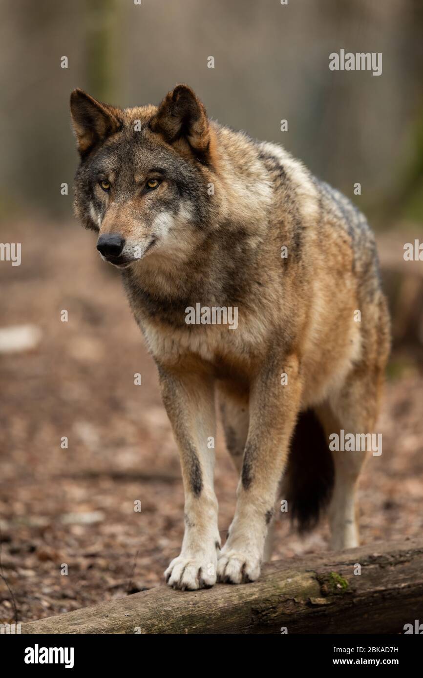 Grey wolf in the forest Stock Photo - Alamy