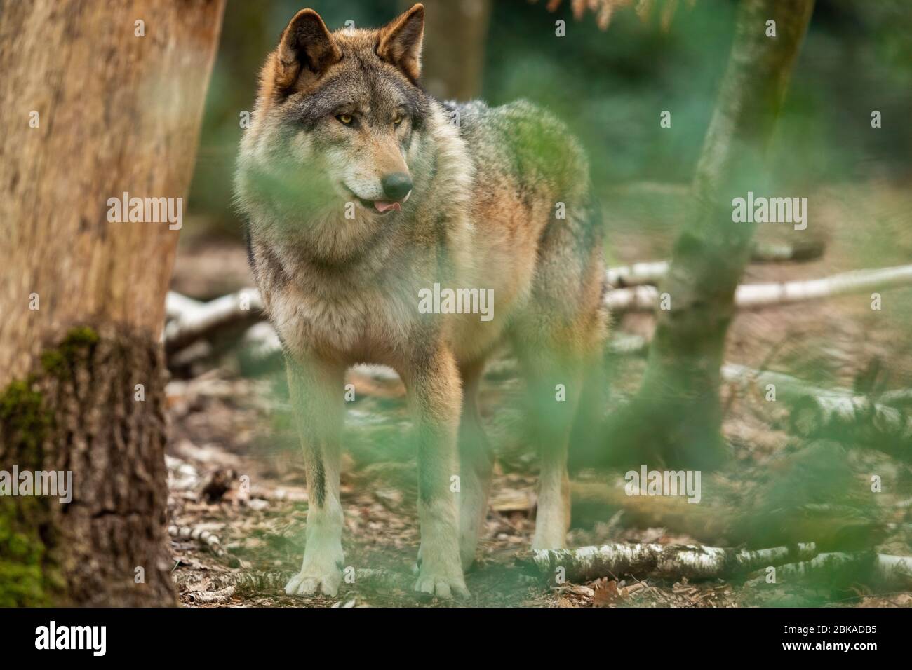 Grey wolf in the forest Stock Photo - Alamy
