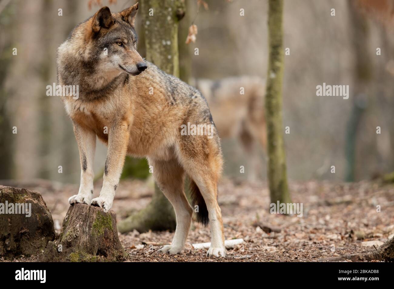 Grey wolf in the forest Stock Photo - Alamy