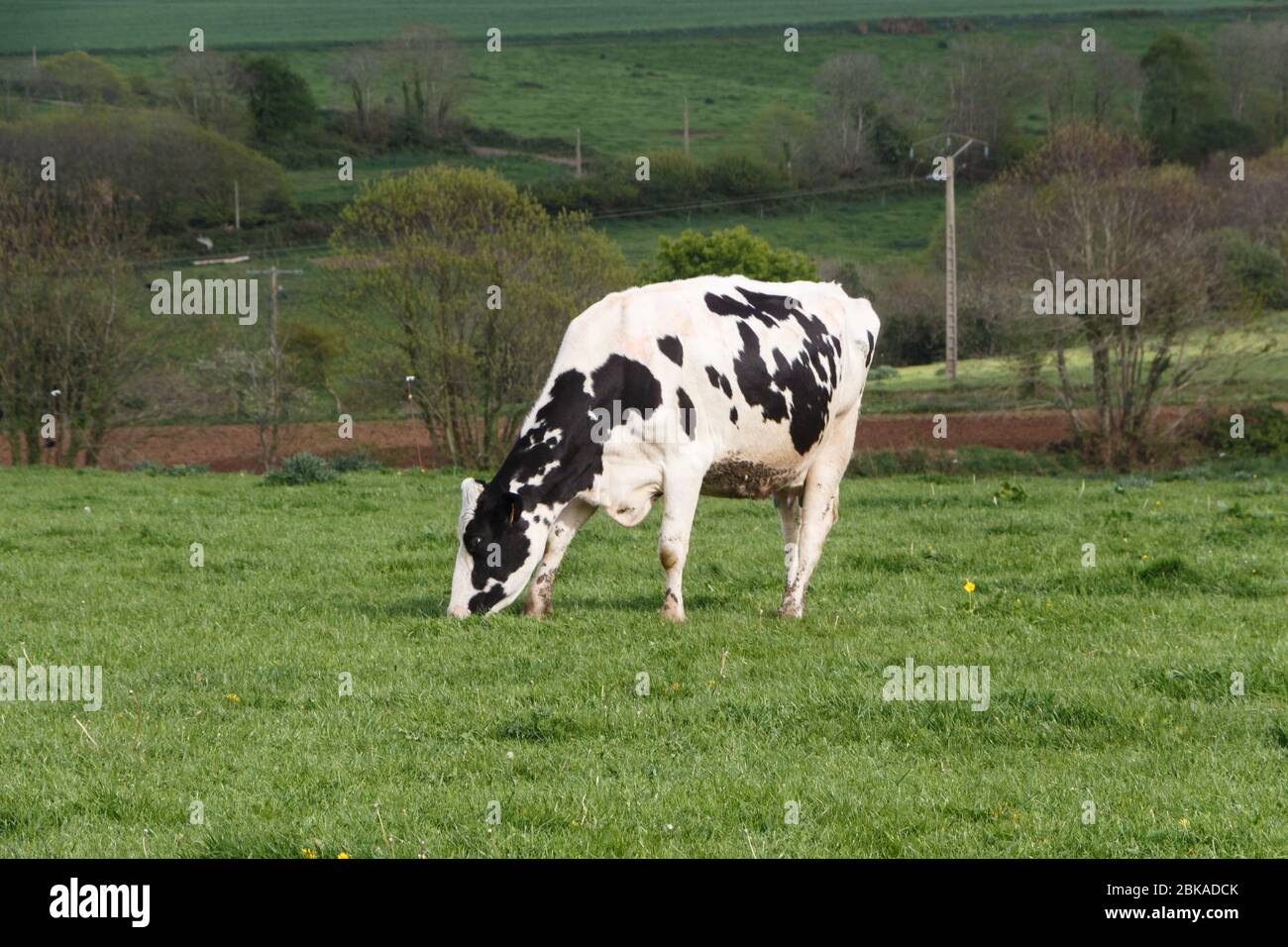 Holstein cow hi-res stock photography and images - Alamy
