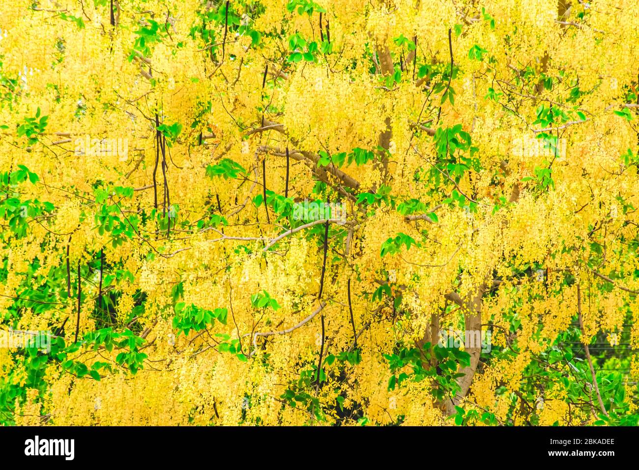 Group of Golden shower flower or Cassia fistula yellow. Bloom in summer time season abstract ...
