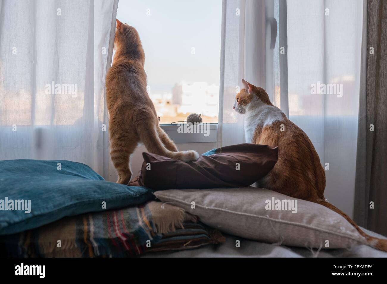 two brown cats look outside from the window Stock Photo - Alamy