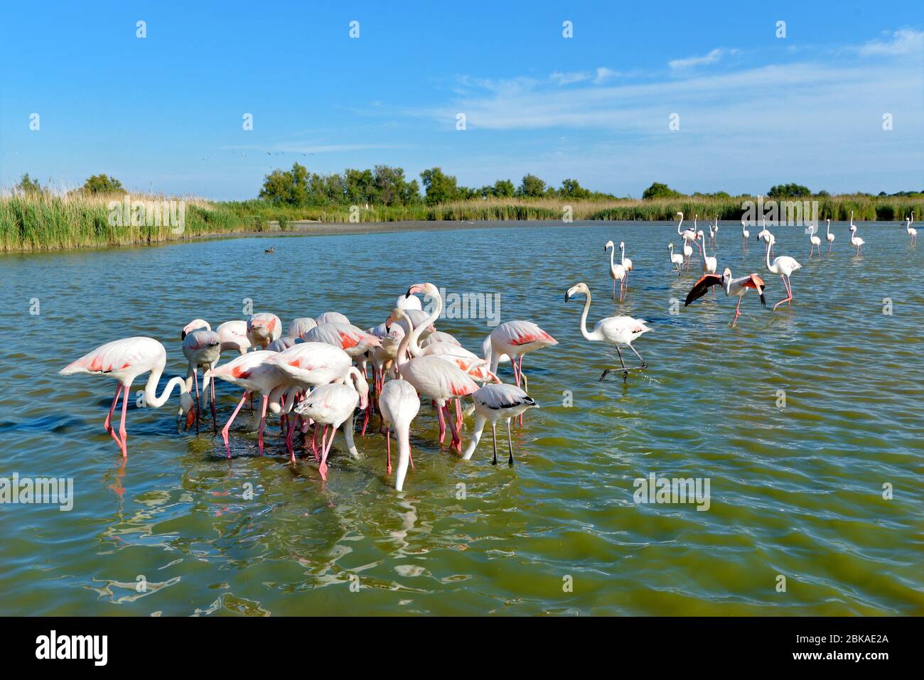 Flamingos in lake in france hi-res stock photography and images - Alamy