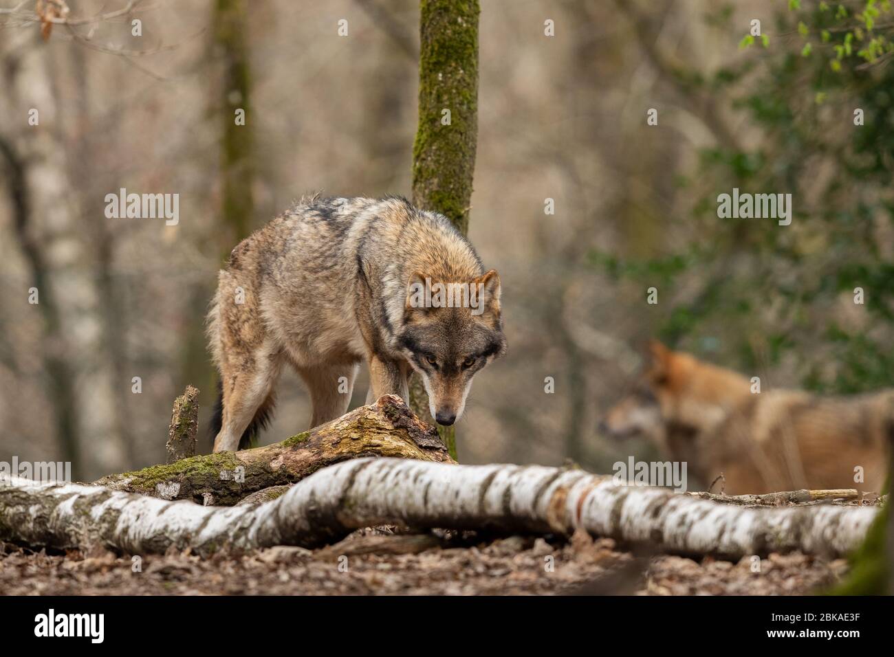 Grey wolf in the forest Stock Photo - Alamy