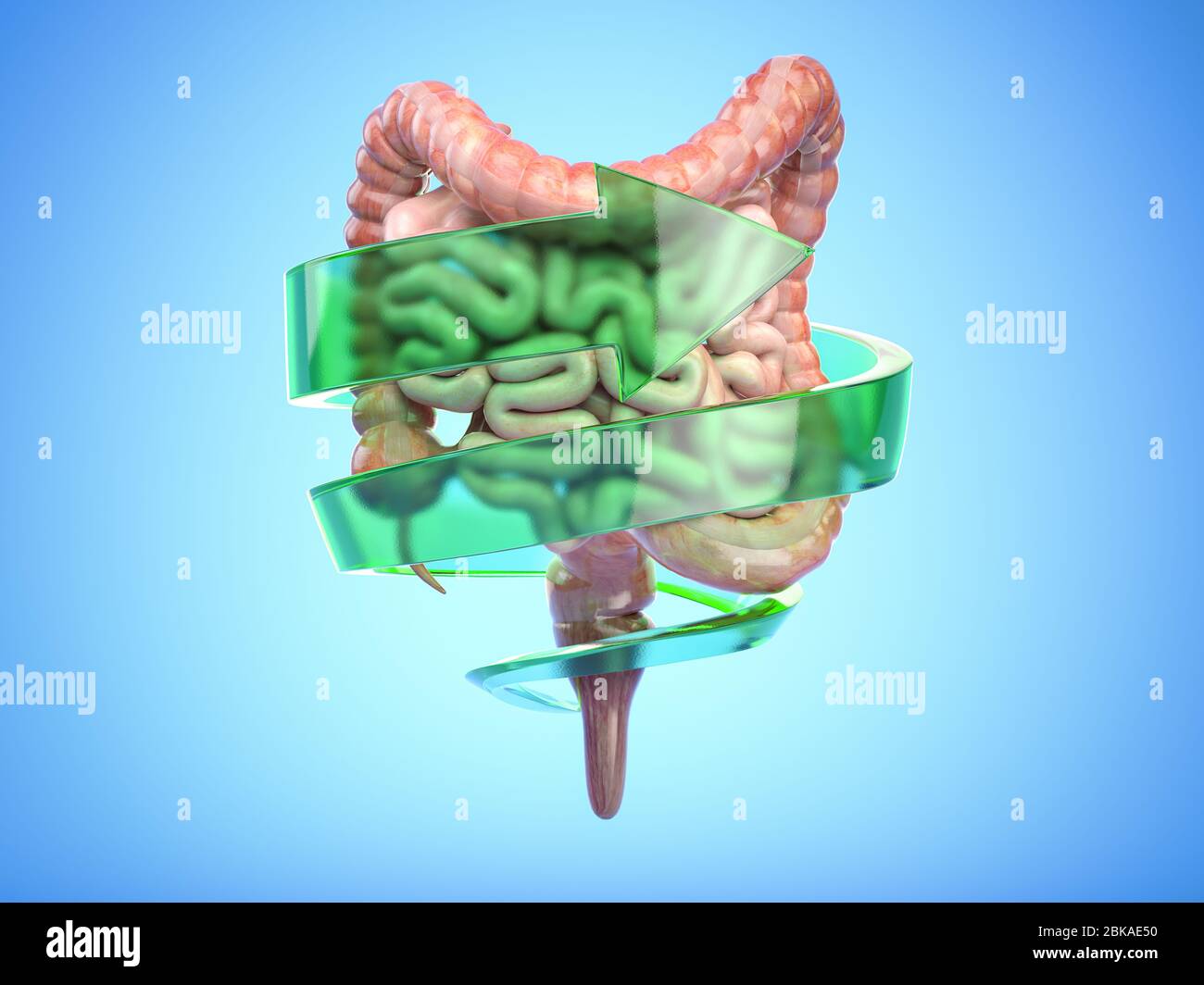 Intestine and digestive system protection and healthy bowel concept ...