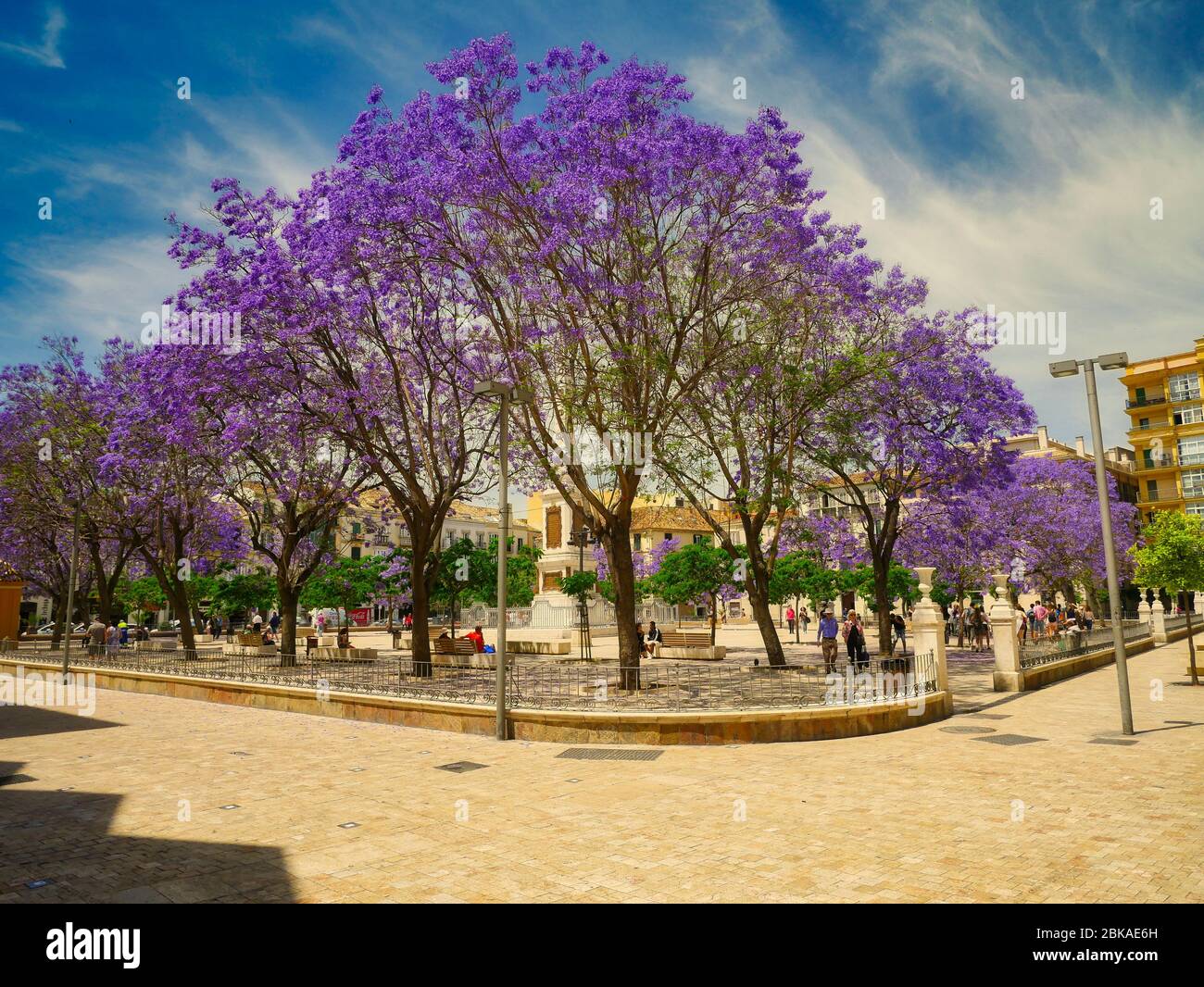 Jacaranda trees in blooming purple hi-res stock photography and images ...