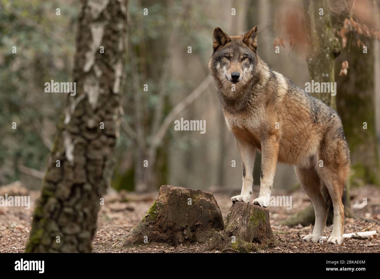 Grey wolf in the forest Stock Photo - Alamy