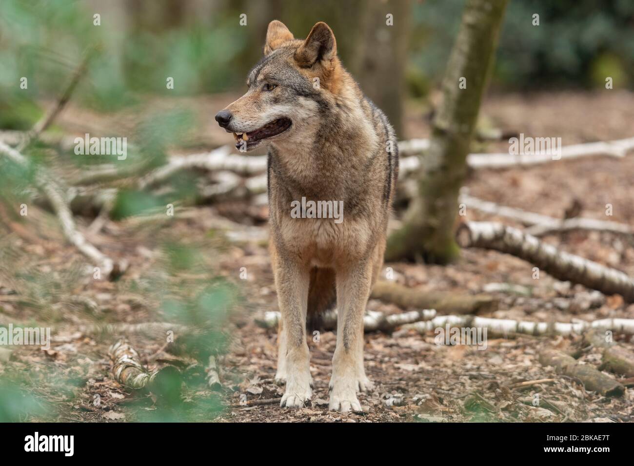 Grey wolf in the forest Stock Photo - Alamy