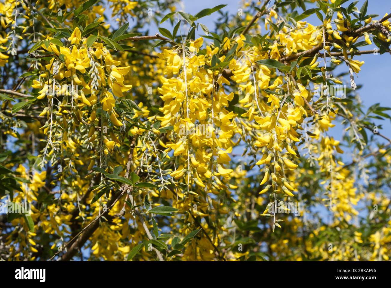 Yellow flowers of Alpine laburnum in a garden during spring Stock Photo ...